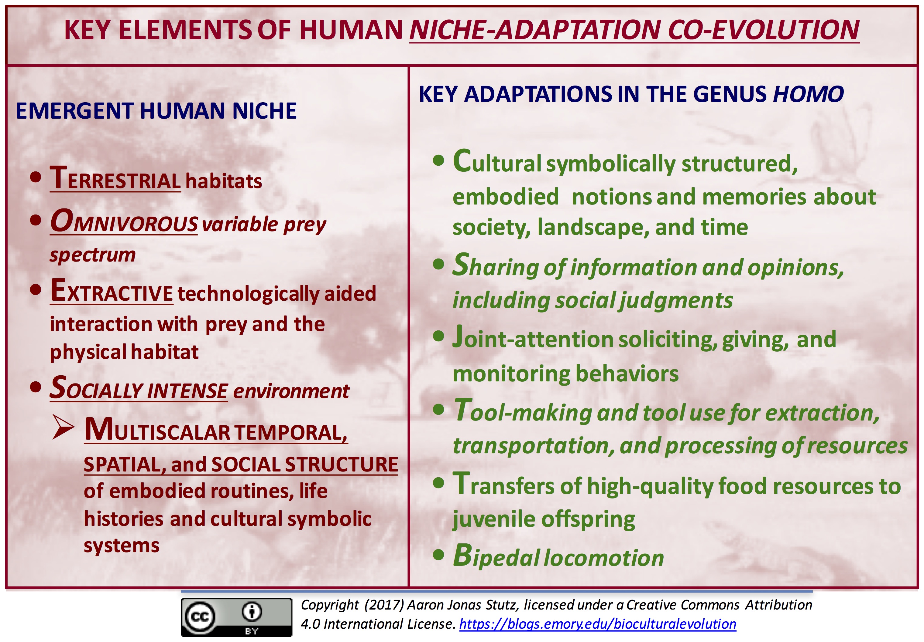 The Human Niche – An Overview | The Biocultural Evolution Blog