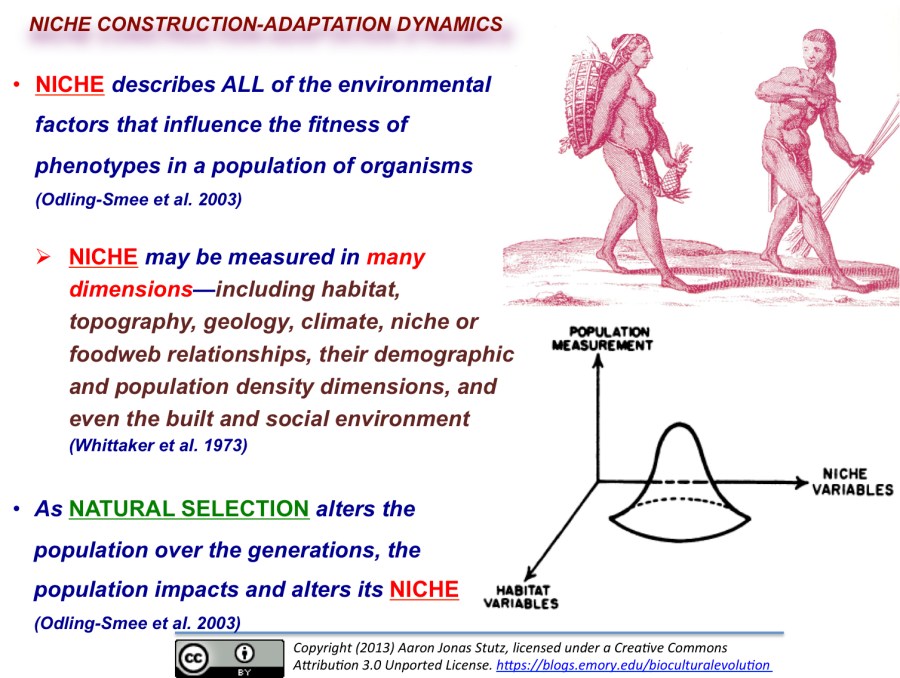 The Human Niche – An Overview | The Biocultural Evolution Blog